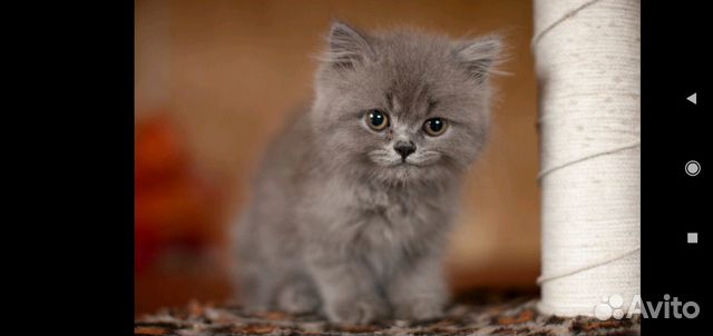 Британские котята