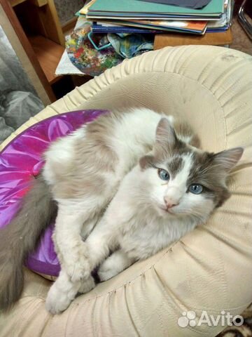 Котик ищет семью
