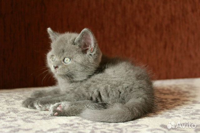 Маленькое счастье в ваш дом