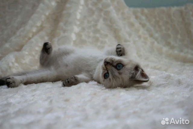 Снежка в добрые руки