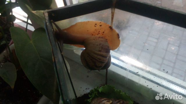 Продаются детёныши африканских ахитинских улиток.2