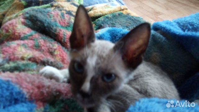 Отдам котенка корниш рекс