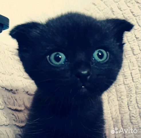 Вислоухий котёнок мальчик
