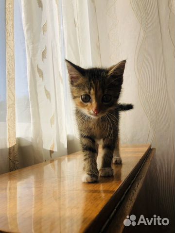 Кошечка