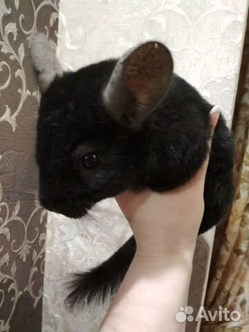 Шиншилла