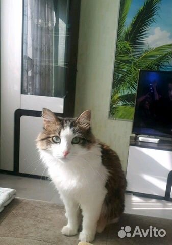 Отдам кота Марсик