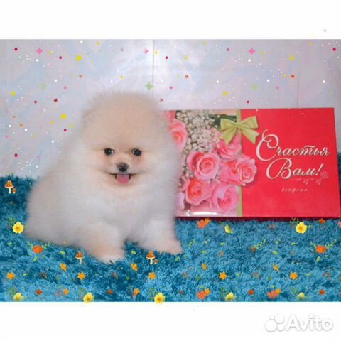 Кремовый мальчик померанчик