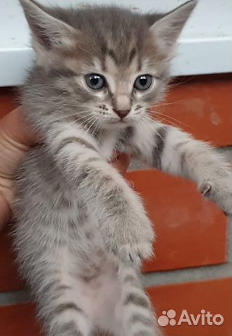 Пушистый котенок