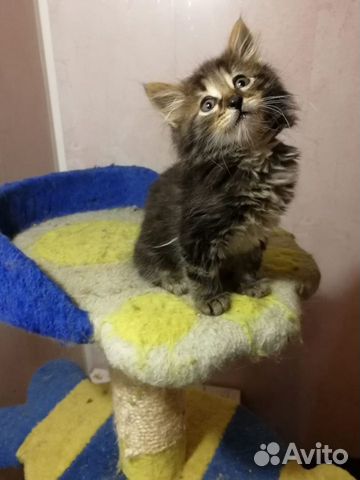 Котёнок мальчик 2 мес в добрые руки