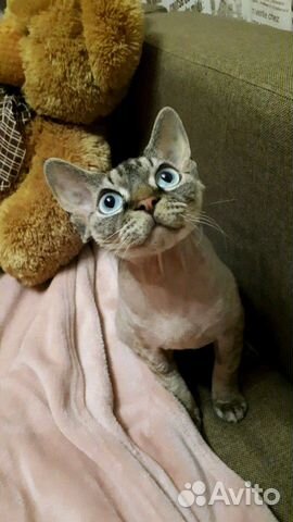 Отдам кота Девон - Рекс в добрые руки. Мальчик, 1
