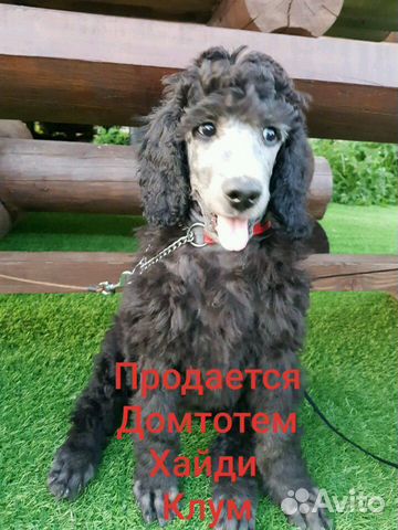 Забавные щенята большого королевского пуделя сереб