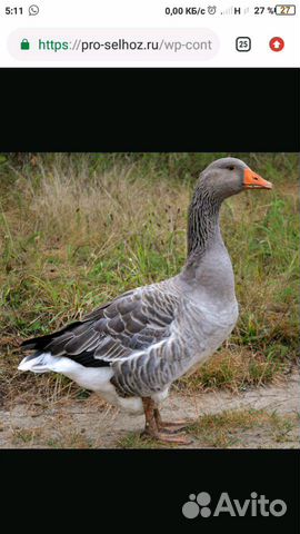 Гусь и гусыня