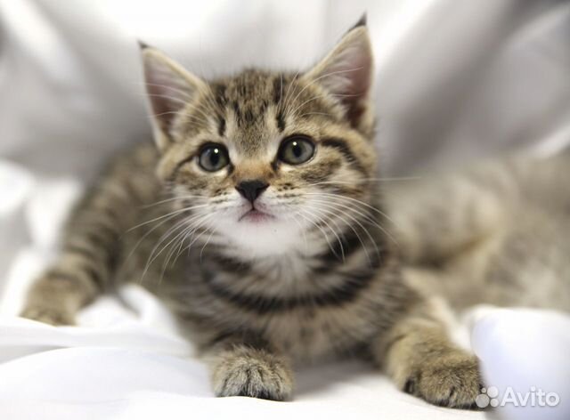 Игривые ласковые котята