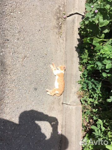 Ищем дом маленькому ласковому котёночку
