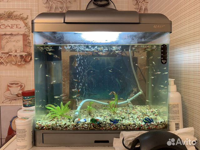 Аквариум с рыбками для начинающих