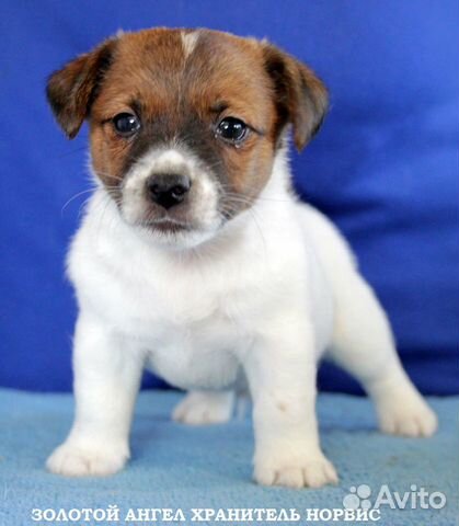 Джек Рассел Терьер, Норвис