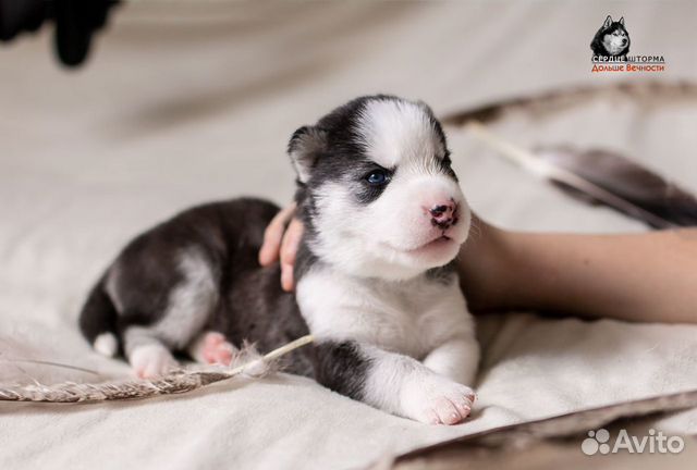 Щенки сибирского хаски