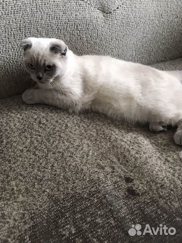 Продам плюшевого котика