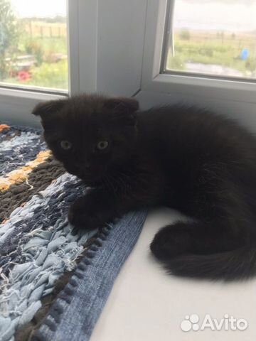 Кошечка 1,5 месяца чёрная вислоухая