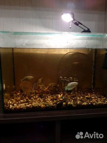 Аквариум с рыбками