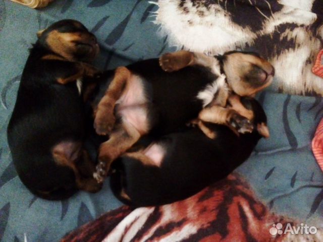 Бронь щенков йоркширского терьера