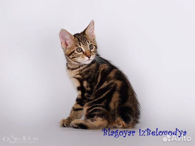 Замечательные котята курильского бобтейла