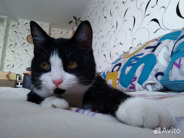 Отдам любимую кошку 1,3 года