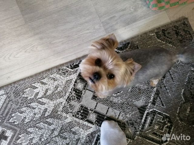 Мальчик Йорк ищет невесту