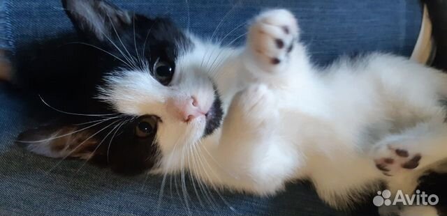 Забавный и нежный котенок, 2 мес