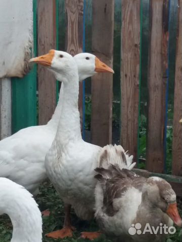 Продаётся мясо гуся, утки пекинской, индоутки. А т