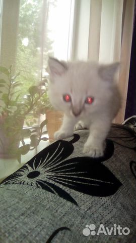 Котята британской кошки