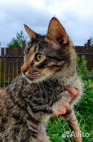 Кот ищет дом