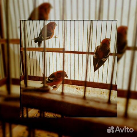 Белопоясый клест