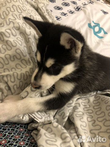 Продаётся щенок породы хаски