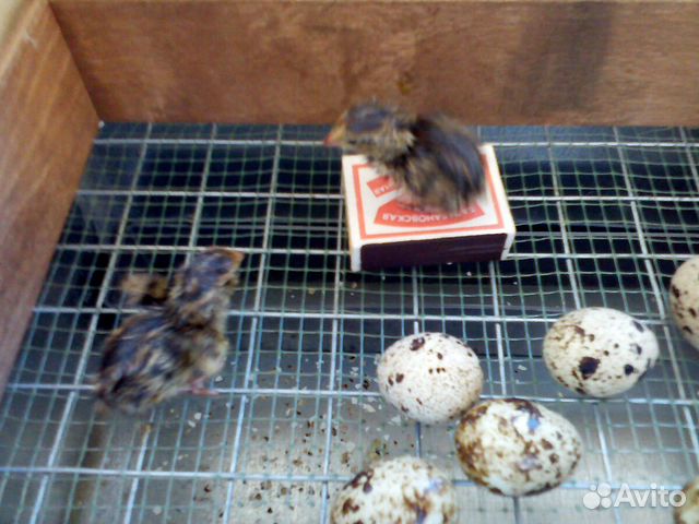 Перепелята и яйцо на инкубацию