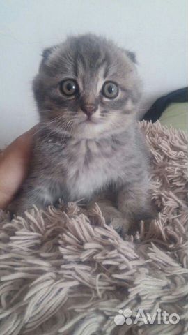 Котенок британский