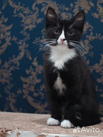 Котёнок Ричард