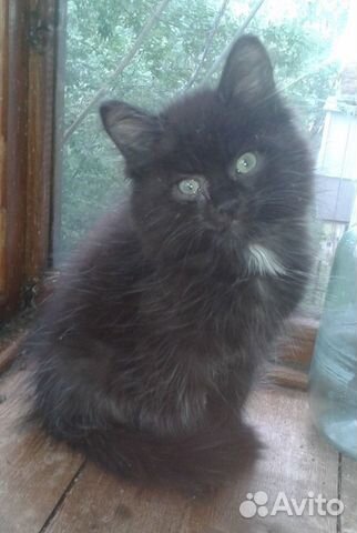 Черно-серебристый котенок