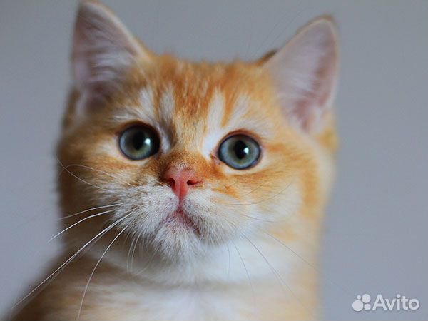 Каротин красный тикированный котик