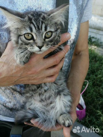 Котёнок в добрые руки