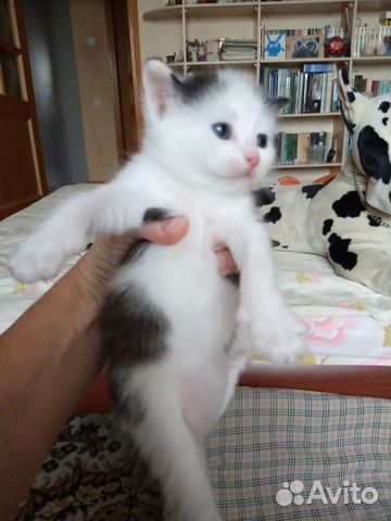 Малышка-Милашка