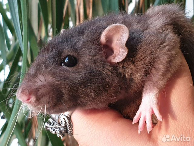 Крыски, декоративные крольчата