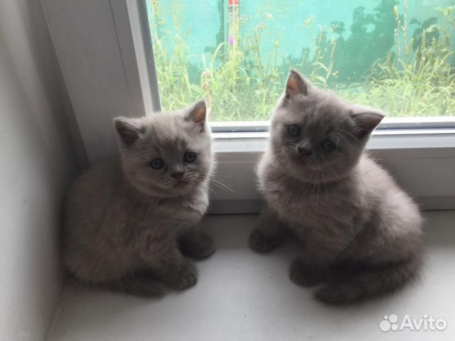 Британские котята
