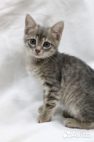 Котенок в добрые руки