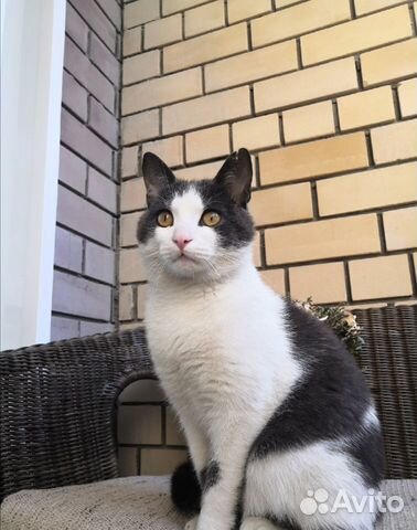 Кот в добрые руки