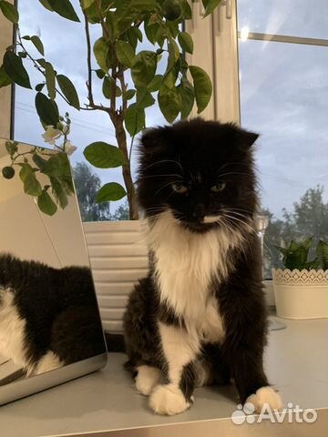 Котик метис мейнкуна