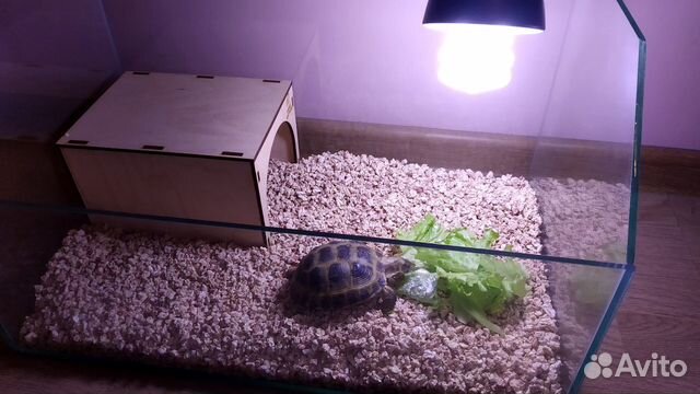 Сухопутная черепаха + террариум + лампа
