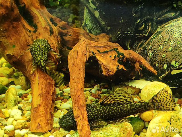 Анциструс сом