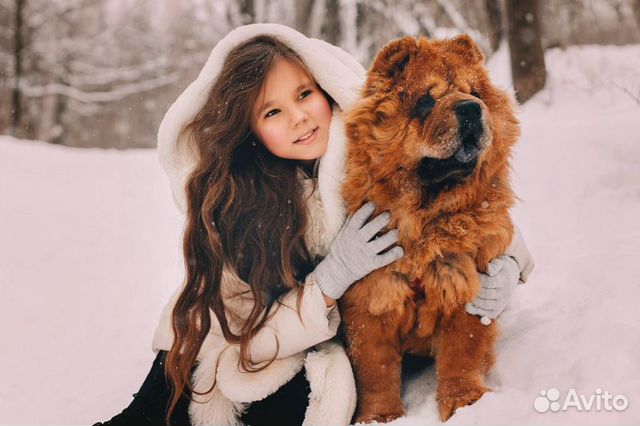 Продаем чау-чау