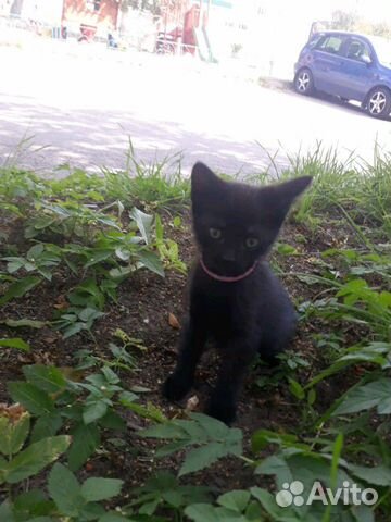 Котенок 1 месяц